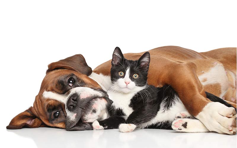 Pet Supplies Near You Toys Food More Products Bartell Drugs